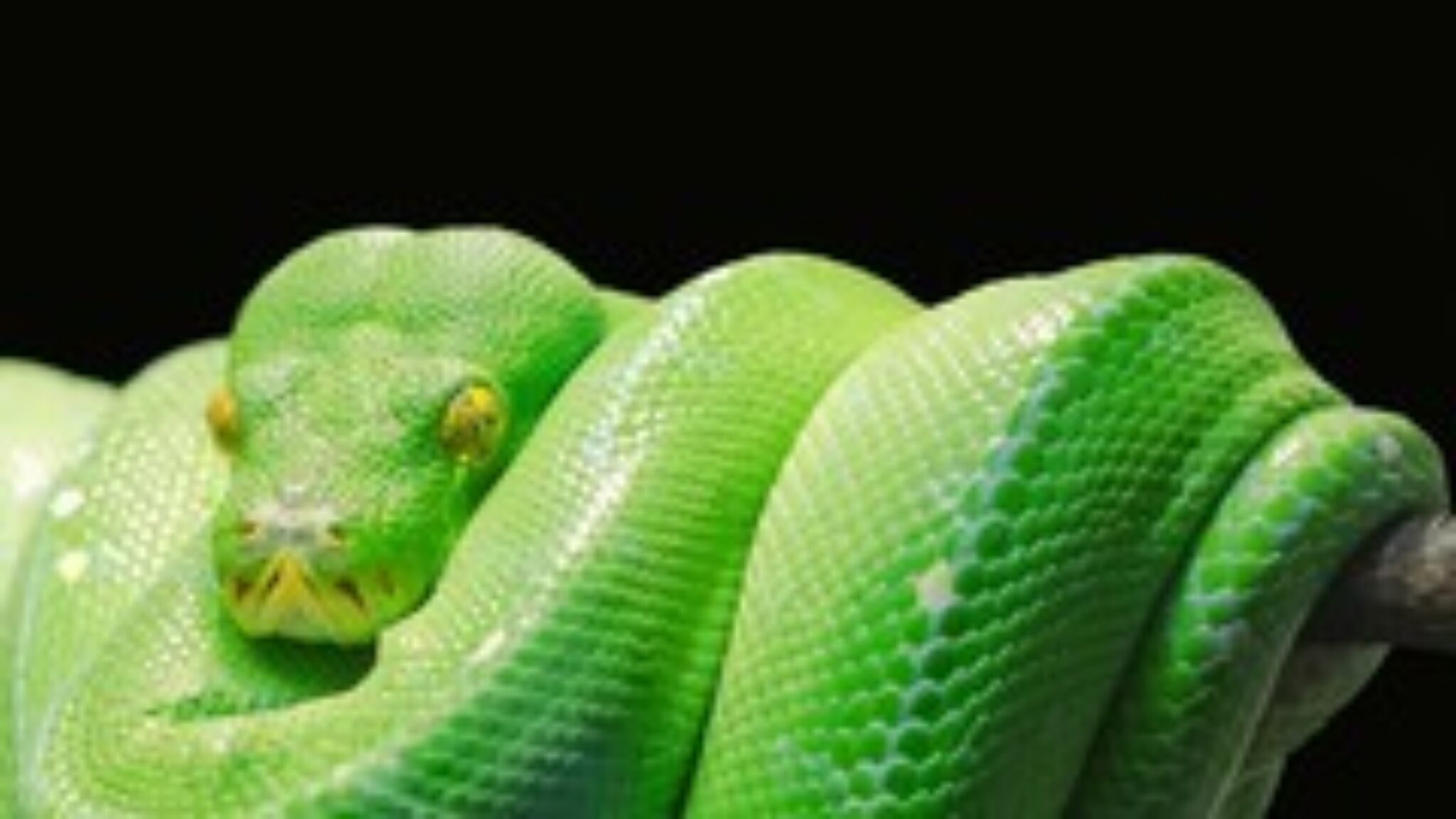 [100% Discount] Python Development Essentials - Freebies Global